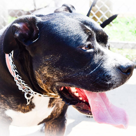 Gallery - Stay - Dog Daycare & Boarding In Cleveland Ohio